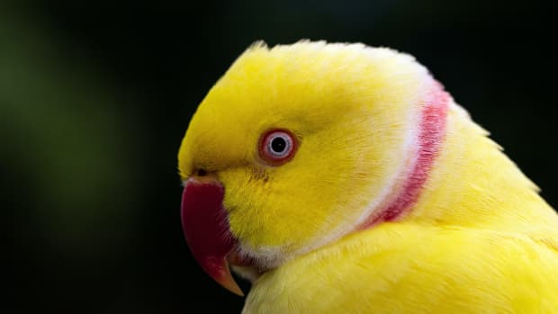 Parrot S Cute Reaction To A Paper Towel Roll Is A Breath Of Fresh Air