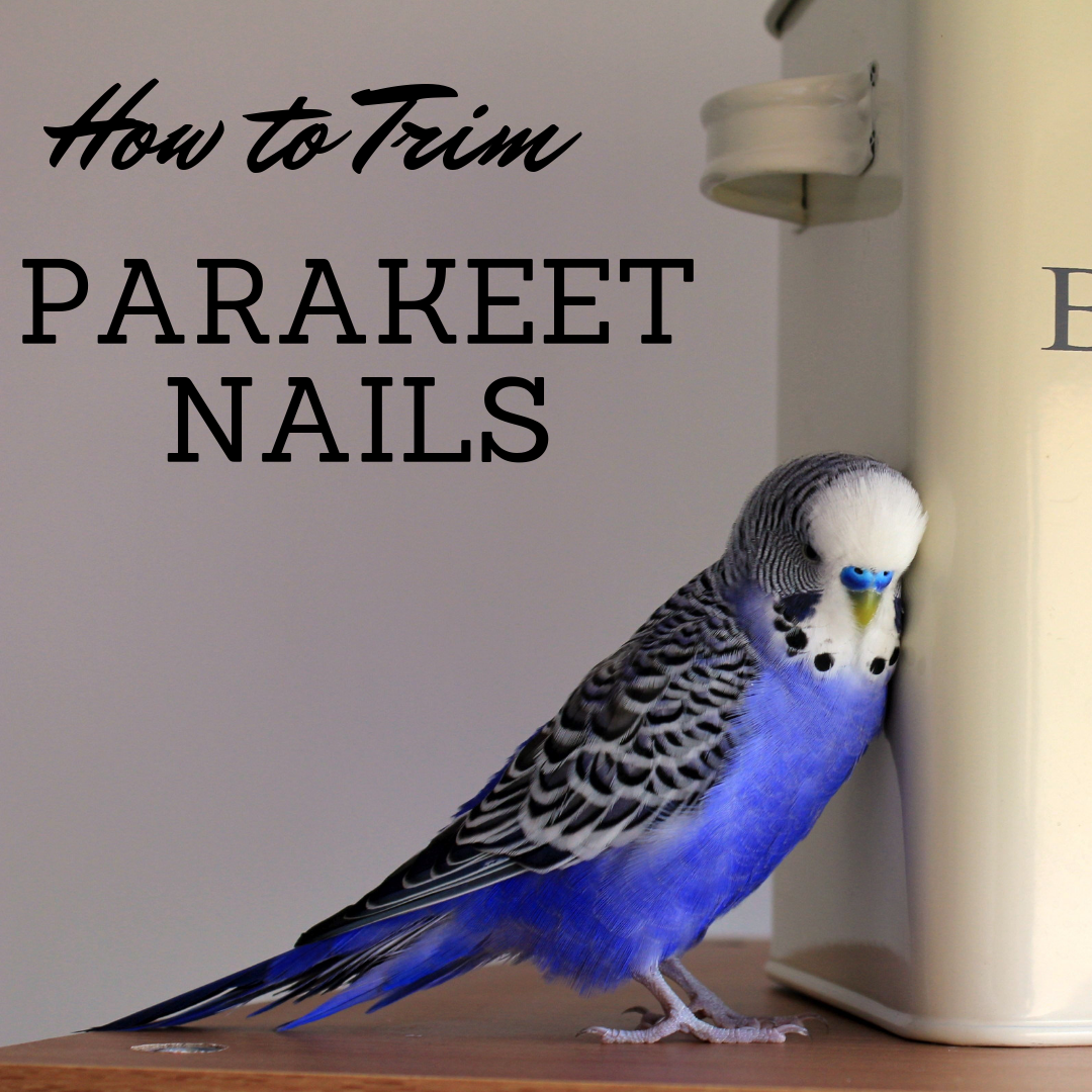 How to Clip and Trim a Parakeet's Nails - PetHelpful