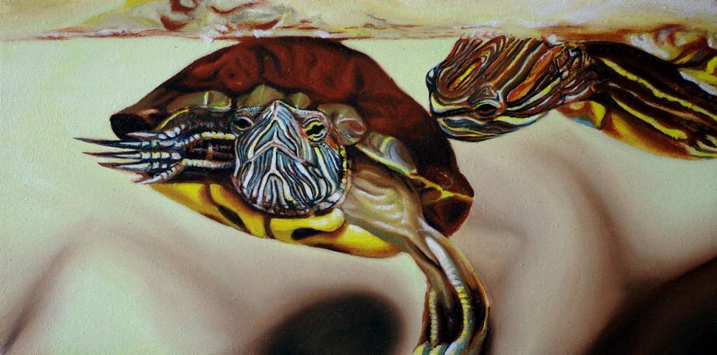 Homemade Aquatic Turtle Food Recipe - PetHelpful