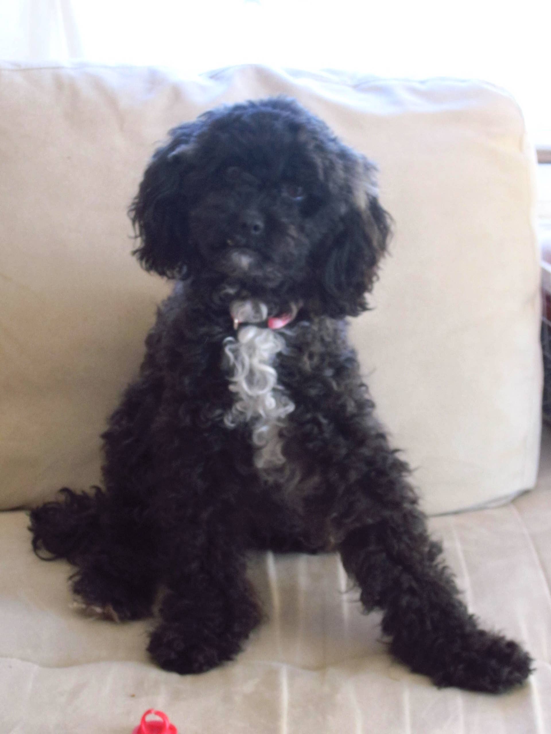 Two Delicious Dog Food Recipes for Small Dogs - PetHelpful