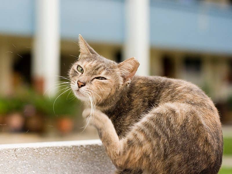 Why Is My Cat Scratching Its Ears and Shaking Its Head? - PetHelpful