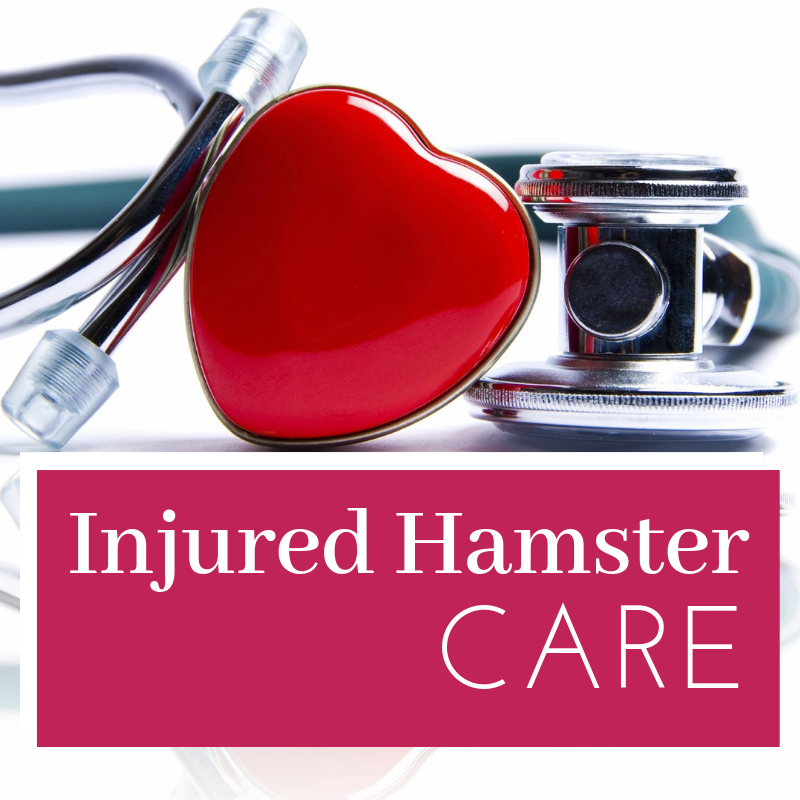 How to Care for an Injured Hamster - PetHelpful