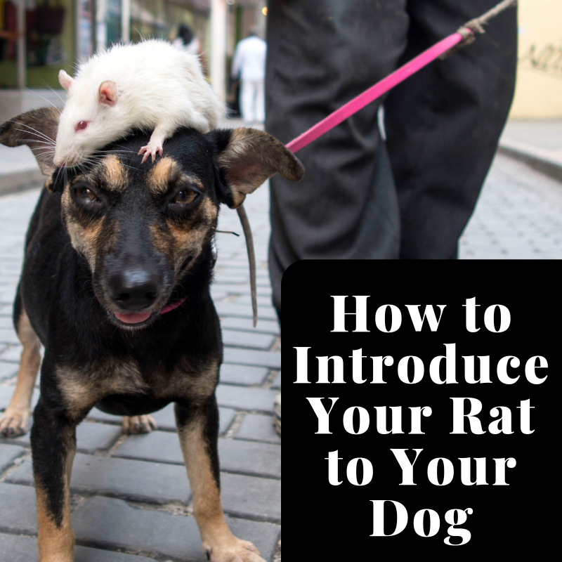 How to Introduce and Protect Your Pet Rat From Your Dog - PetHelpful