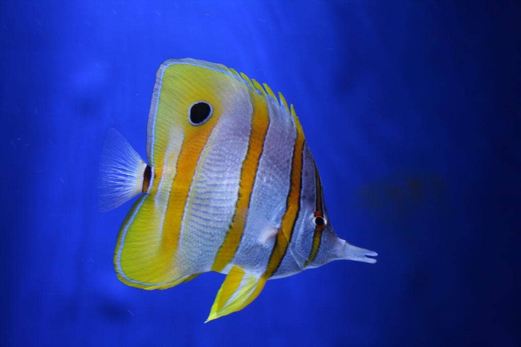 How Many Fish Should You Put in a Fish Tank? - PetHelpful