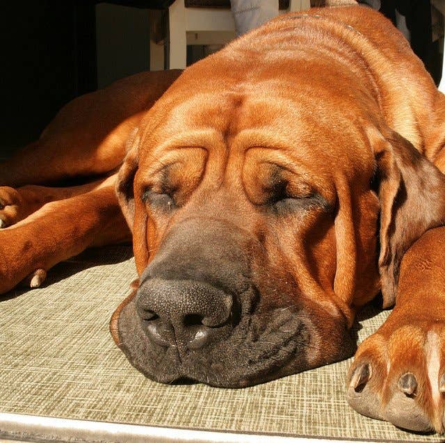 The Japanese Tosa Dog Breed and Why They Are Banned - PetHelpful