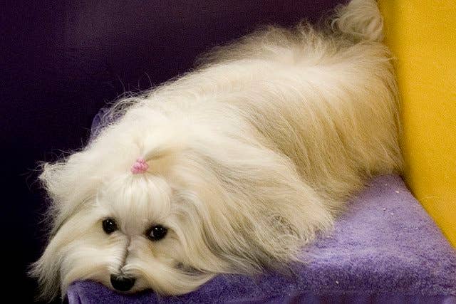 7 Reasons Your Dog Smells Bad and New Tips to Eliminate Dog Odor ...