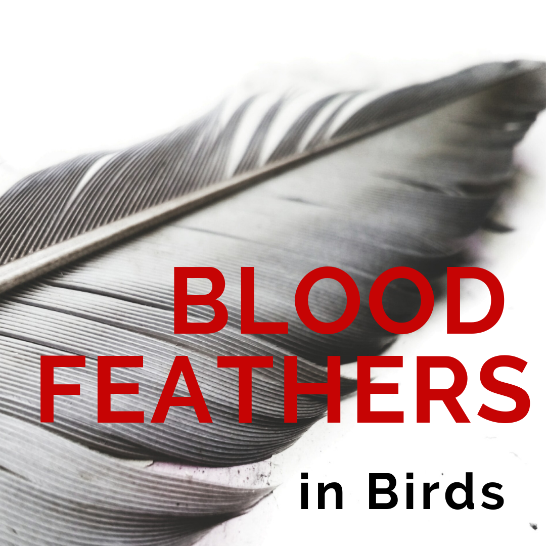 Blood Feathers in Birds: Pulling Feathers vs. Styptic Powder - PetHelpful
