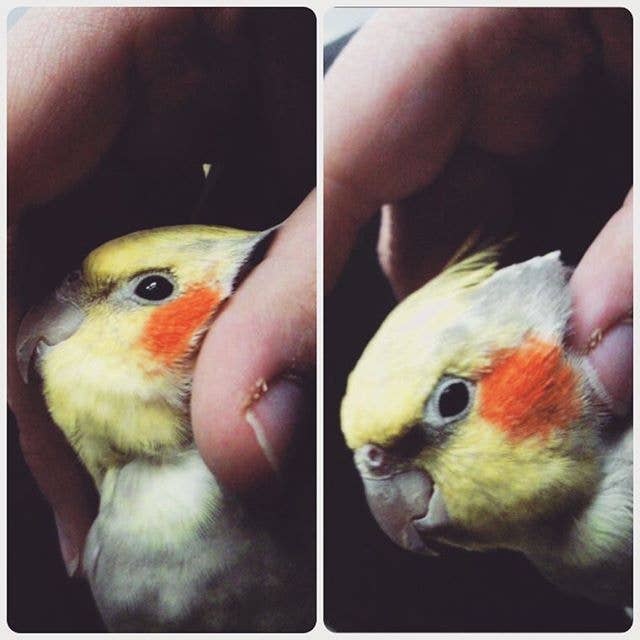 The Meaning of a Cockatiel's Crest Position (Head Feathers) - PetHelpful