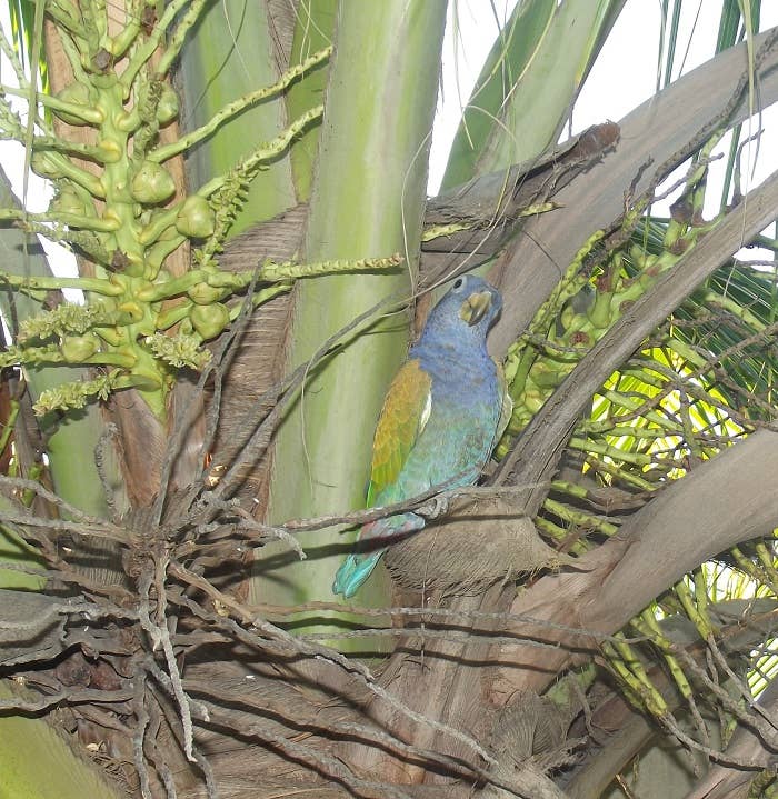 Feeding and Exercising Your Pionus Parrot - PetHelpful