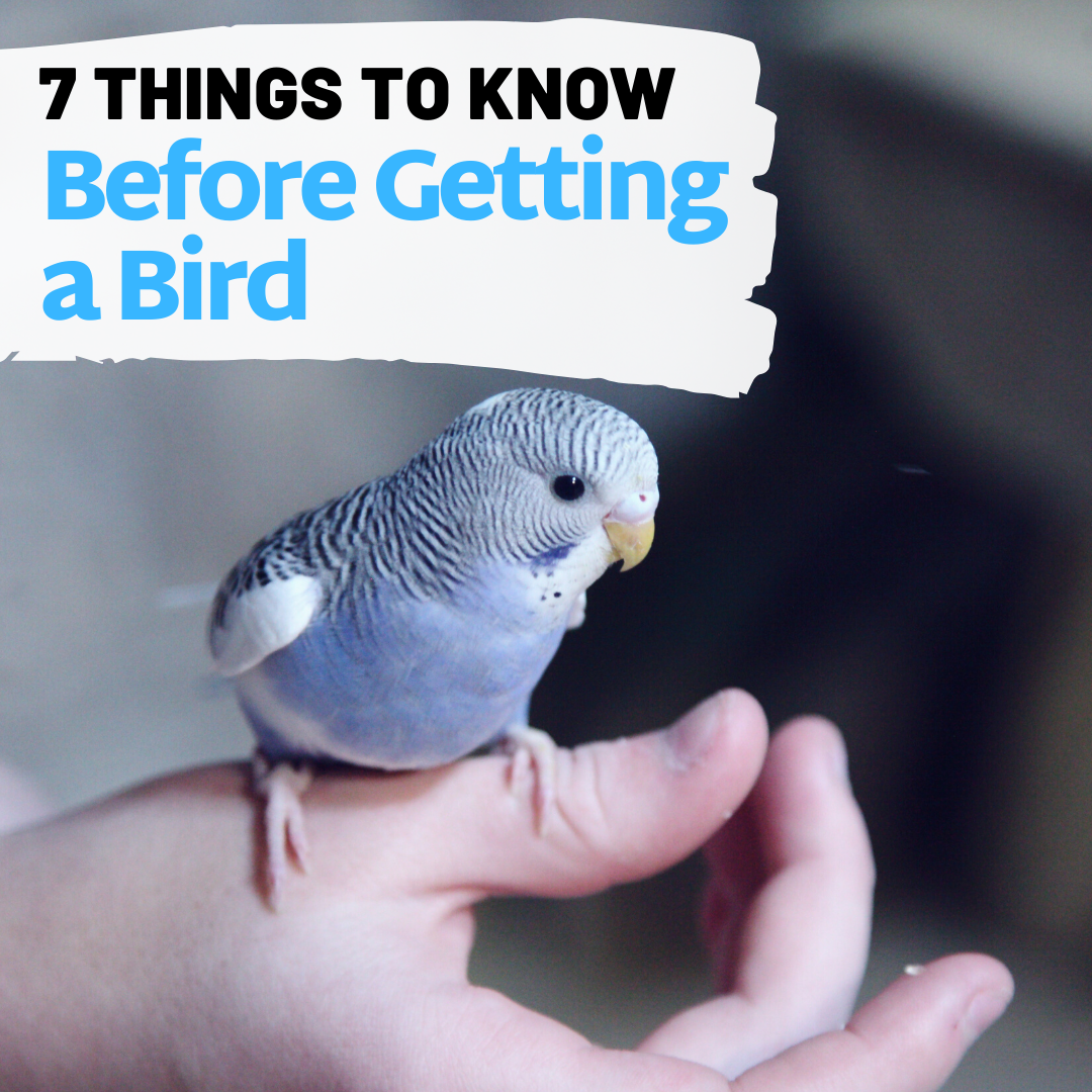 7 Things You Should Know Before Buying a Pet Bird - PetHelpful