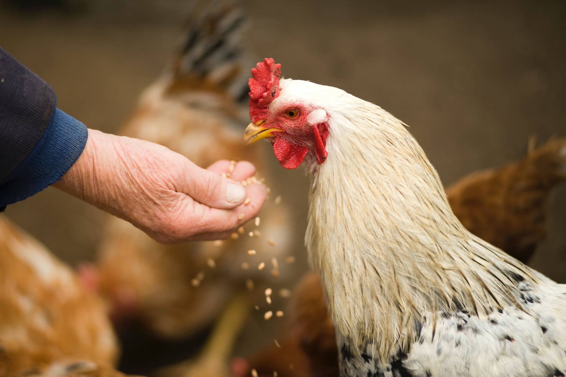 How to Properly Feed Chickens - PetHelpful