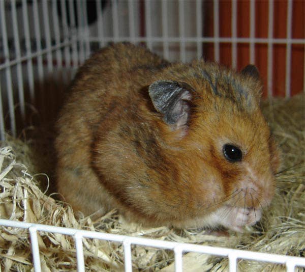 The Basics of Caring for Pet Hamsters - PetHelpful