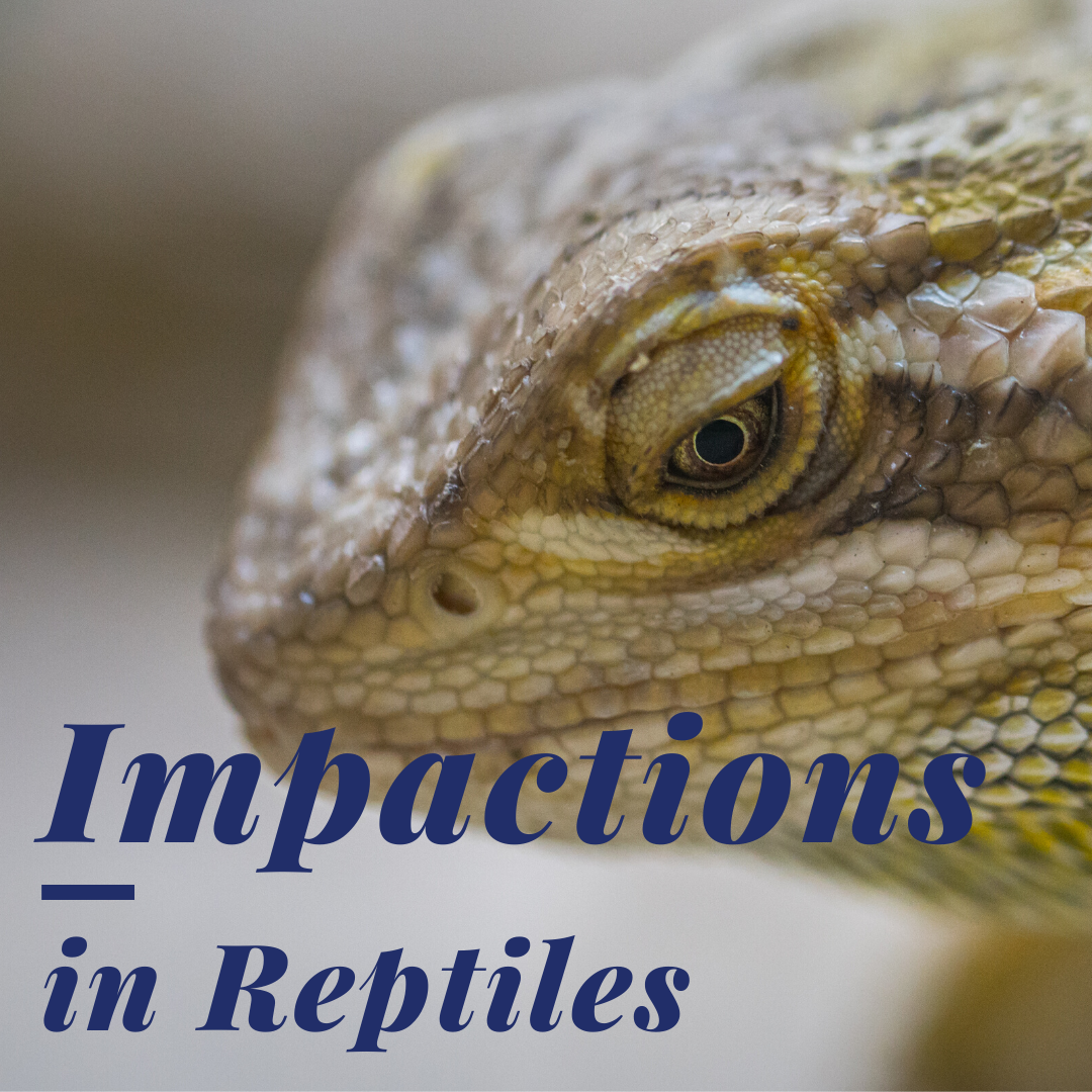 What Is an Impaction in Reptiles? - PetHelpful