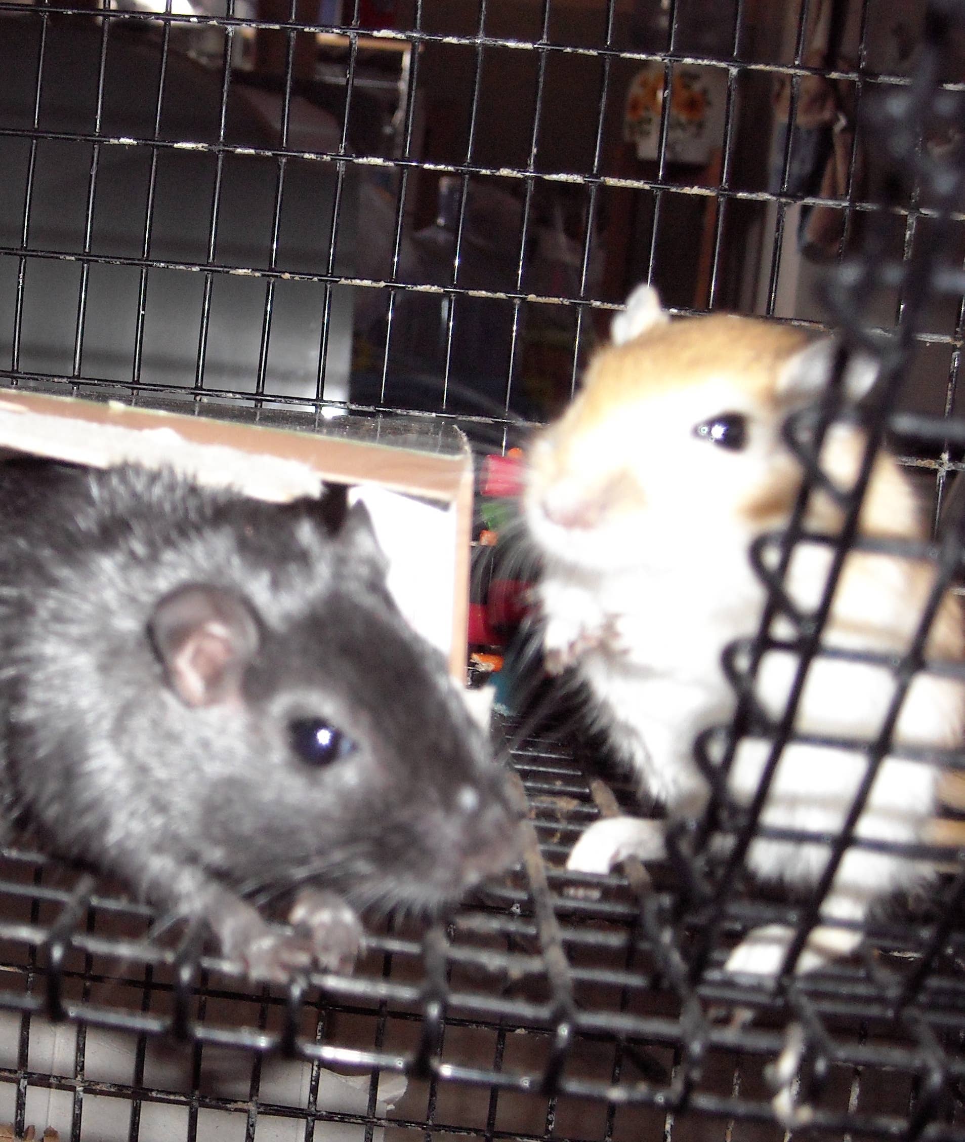 3 Ways to Trim or Wear Down a Gerbil's Teeth and Claws - PetHelpful