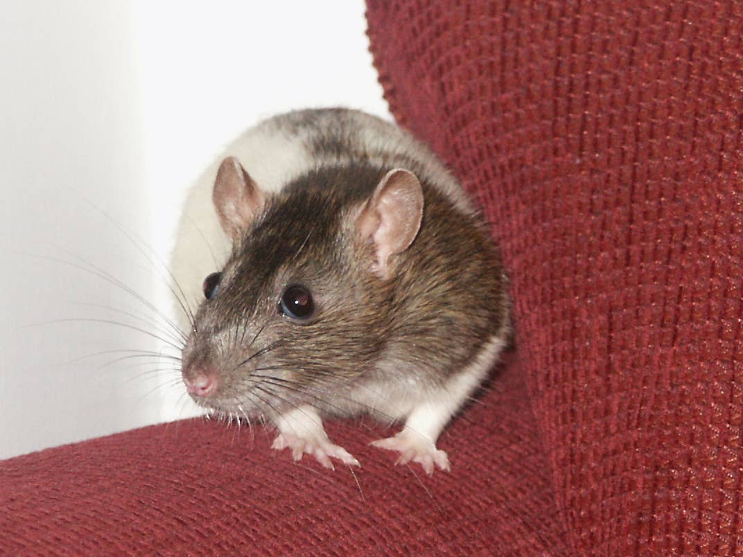 Rats and Their Types, Colors, and Patterns (With Photos) - PetHelpful