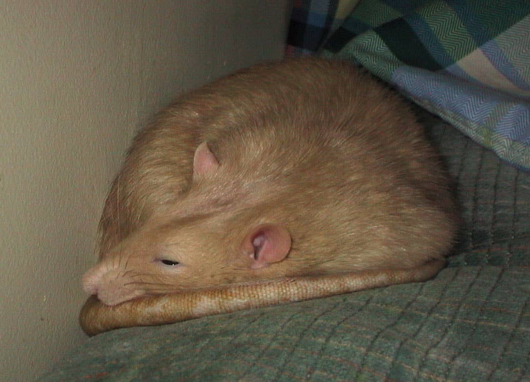 Rats and Their Types, Colors, and Patterns (With Photos) - PetHelpful