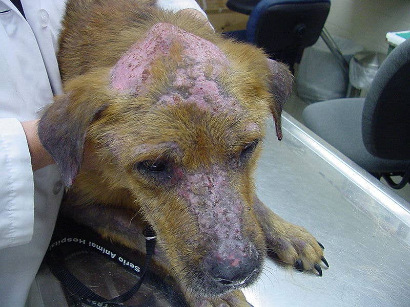 7 Reasons Your Dog Smells Bad and New Tips to Eliminate Dog Odor ...