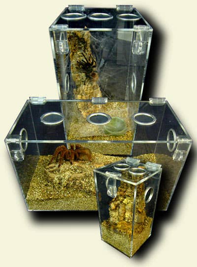 How to Care for Your Chilean Rose Tarantula - PetHelpful