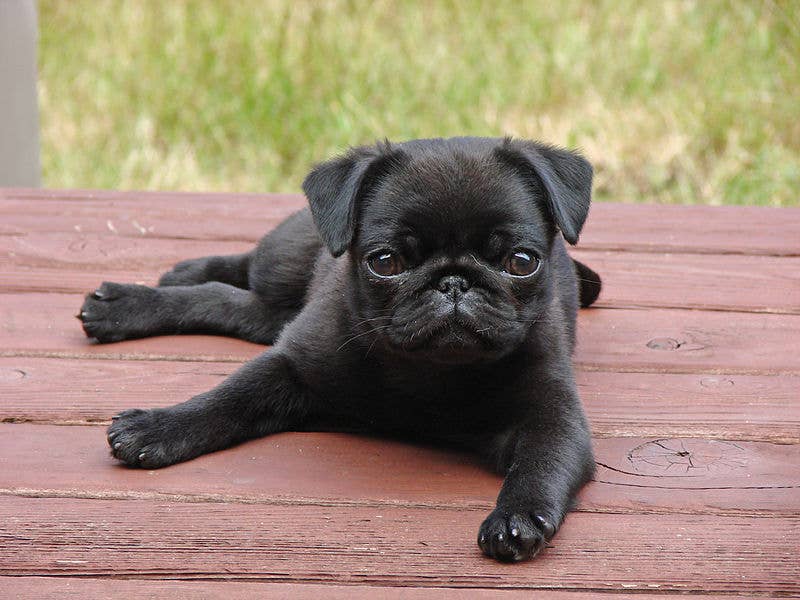 The Suffering Inbred Pug - PetHelpful