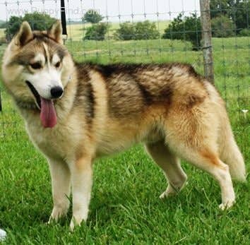Colors of Siberian Huskies - PetHelpful
