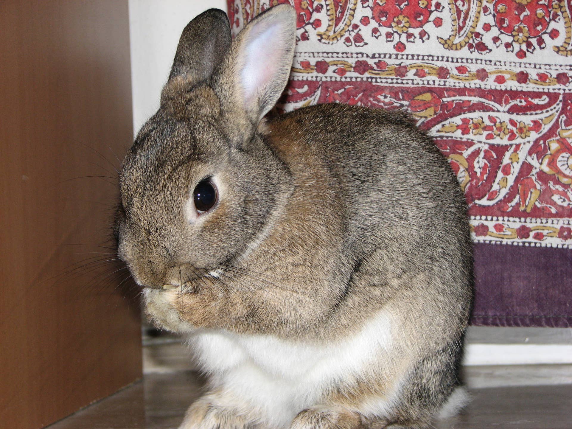 10 Common Causes of Sudden Death in Healthy Rabbits - PetHelpful