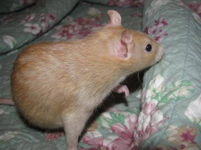 Fancy Rat Varieties: Fur Color, Eye Color, Coat Type, and Markings ...