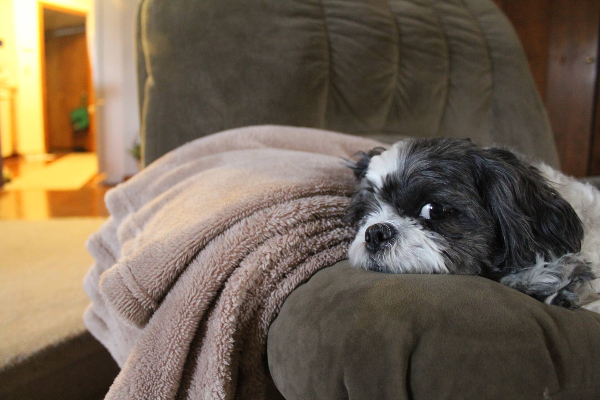 13 Causes of Shivering and Shaking in Dogs - PetHelpful