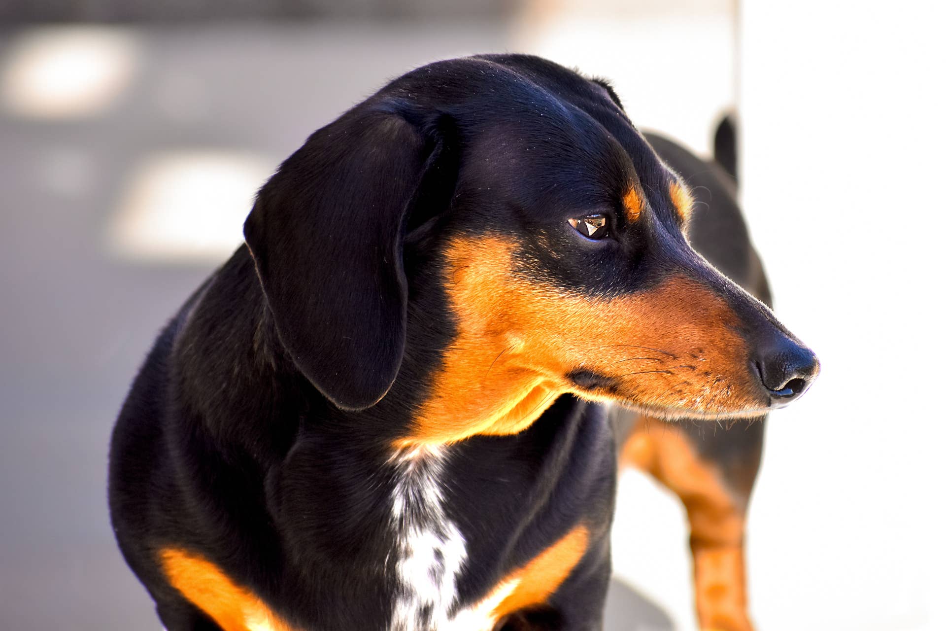Dachshund Back Problems and How to Prevent Jumping - PetHelpful