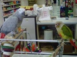 Amazons vs. African Grey Parrots as Pets - PetHelpful