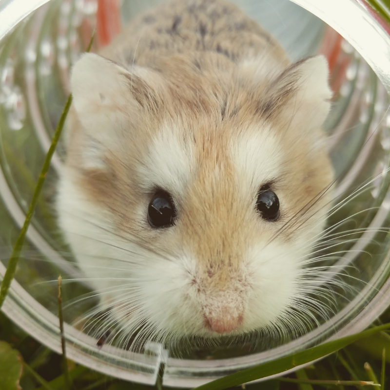 How to Care for an Injured Hamster - PetHelpful