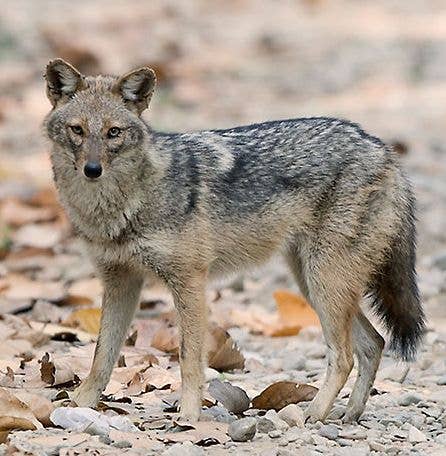 Five Unusual Dog Breeds From Russia - PetHelpful