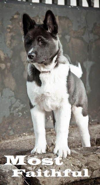 Stories About the Most Faithful Dogs - PetHelpful