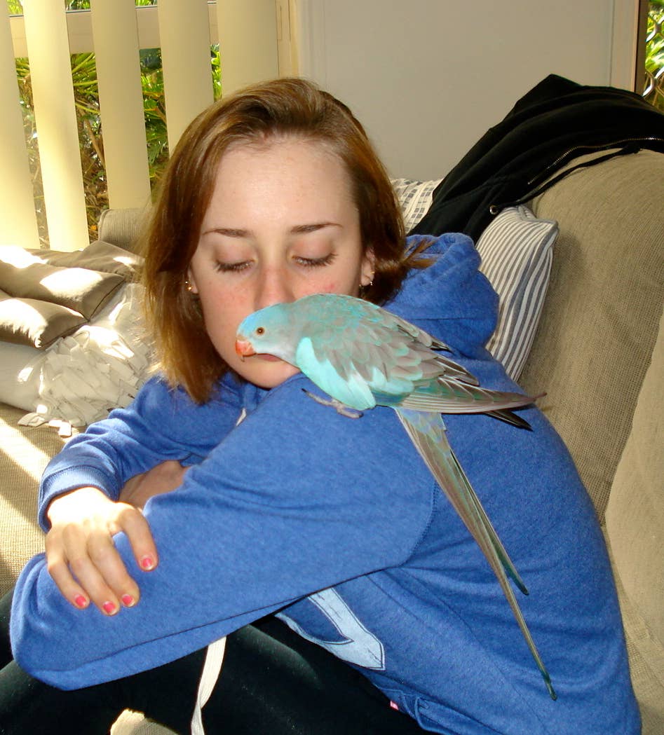 What Are Princess Parrots Like as Pets? - PetHelpful