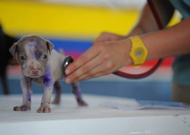 Kennel Cough Symptoms and Ways to Help Your Dog Stay Comfortable ...