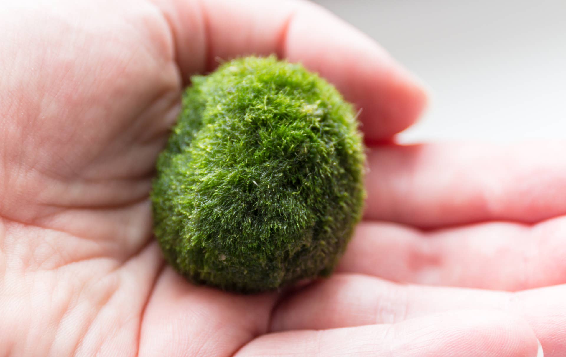 13 Benefits of the Marimo Moss Ball - PetHelpful