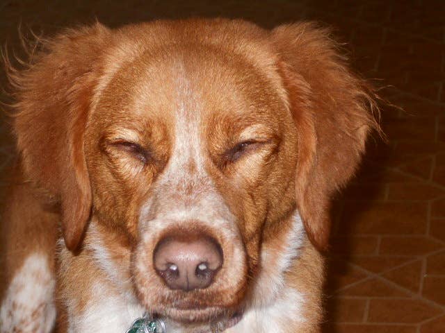Why Is My Dog's Third Eyelid Showing? 7 Common Causes - PetHelpful