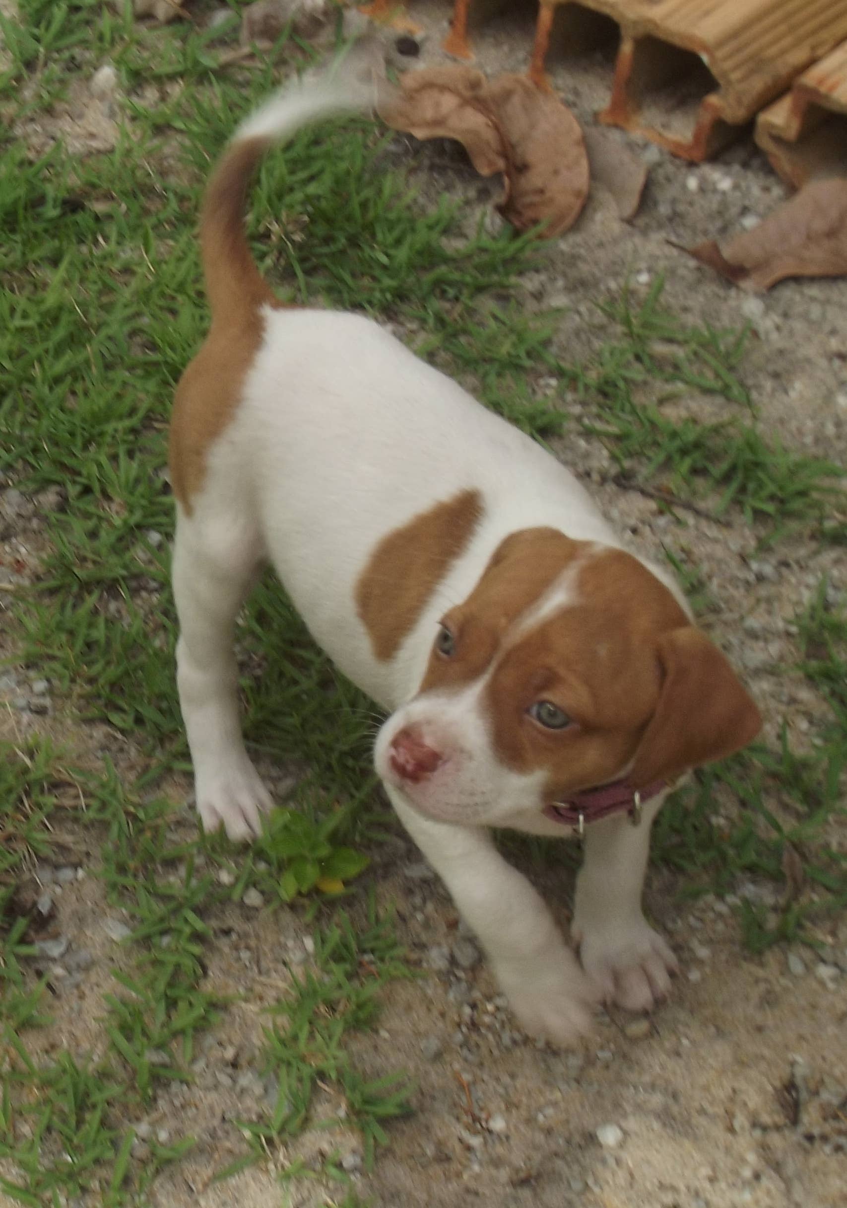 4 Basic Commands to Start Teaching and Training a Puppy Early - PetHelpful