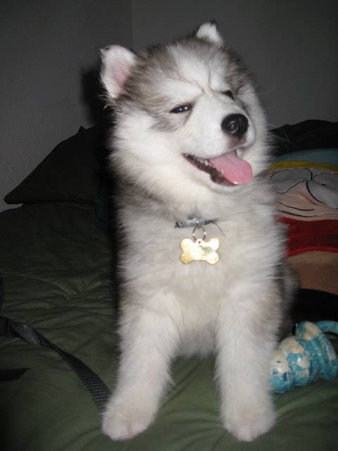 Seven Happy Dog Breeds That Your Family Will Love - PetHelpful