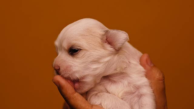 50 Cool Tibetan Dog Names for Your Puppy - PetHelpful