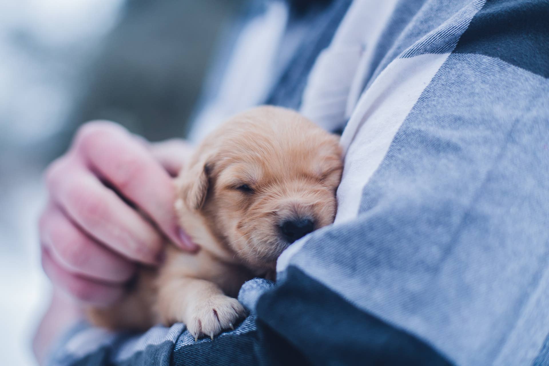 Interesting Facts and Myths About the Runt of the Litter - PetHelpful