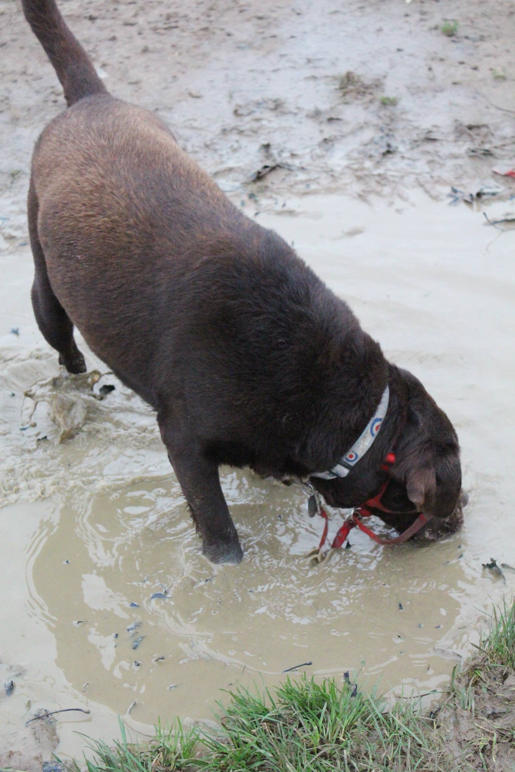 Is the Lepto4 Vaccine Dangerous for Dogs? - PetHelpful