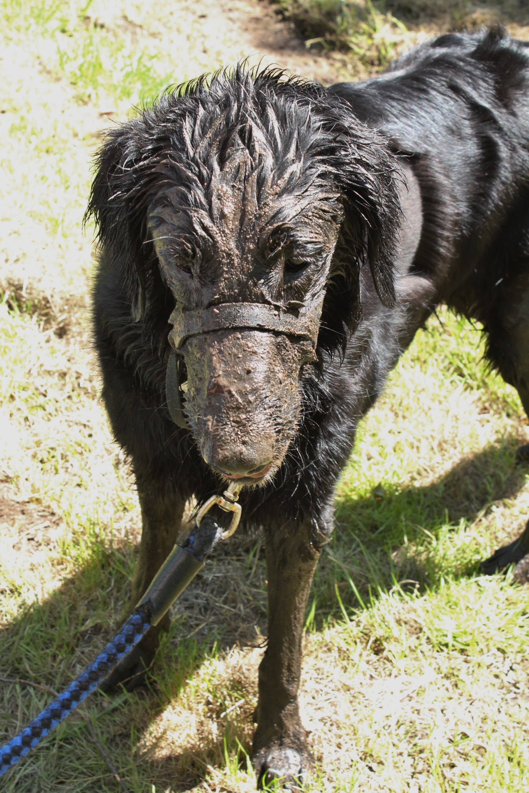 Is the Lepto4 Vaccine Dangerous for Dogs? - PetHelpful