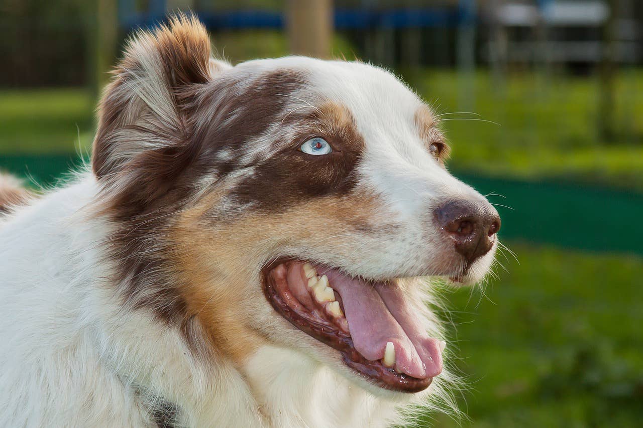 Tips for Training a Herd Dog - PetHelpful