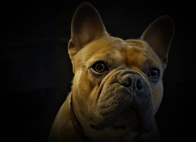 What Causes Dilated or Enlarged Pupils in Dogs? - PetHelpful