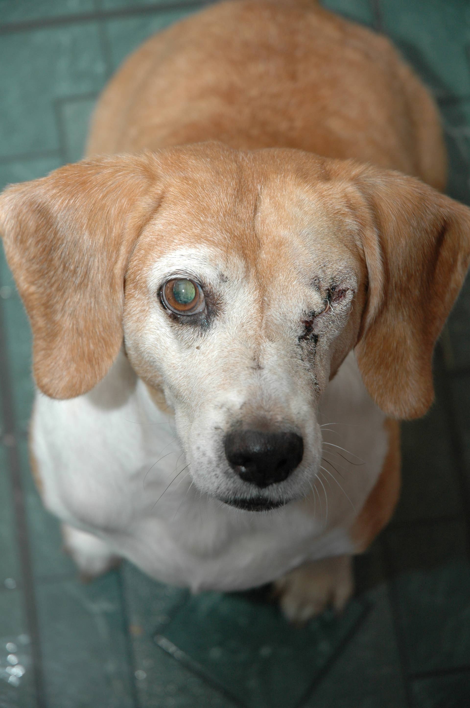 What to Look for in Glaucoma and Cataracts in Dogs - PetHelpful