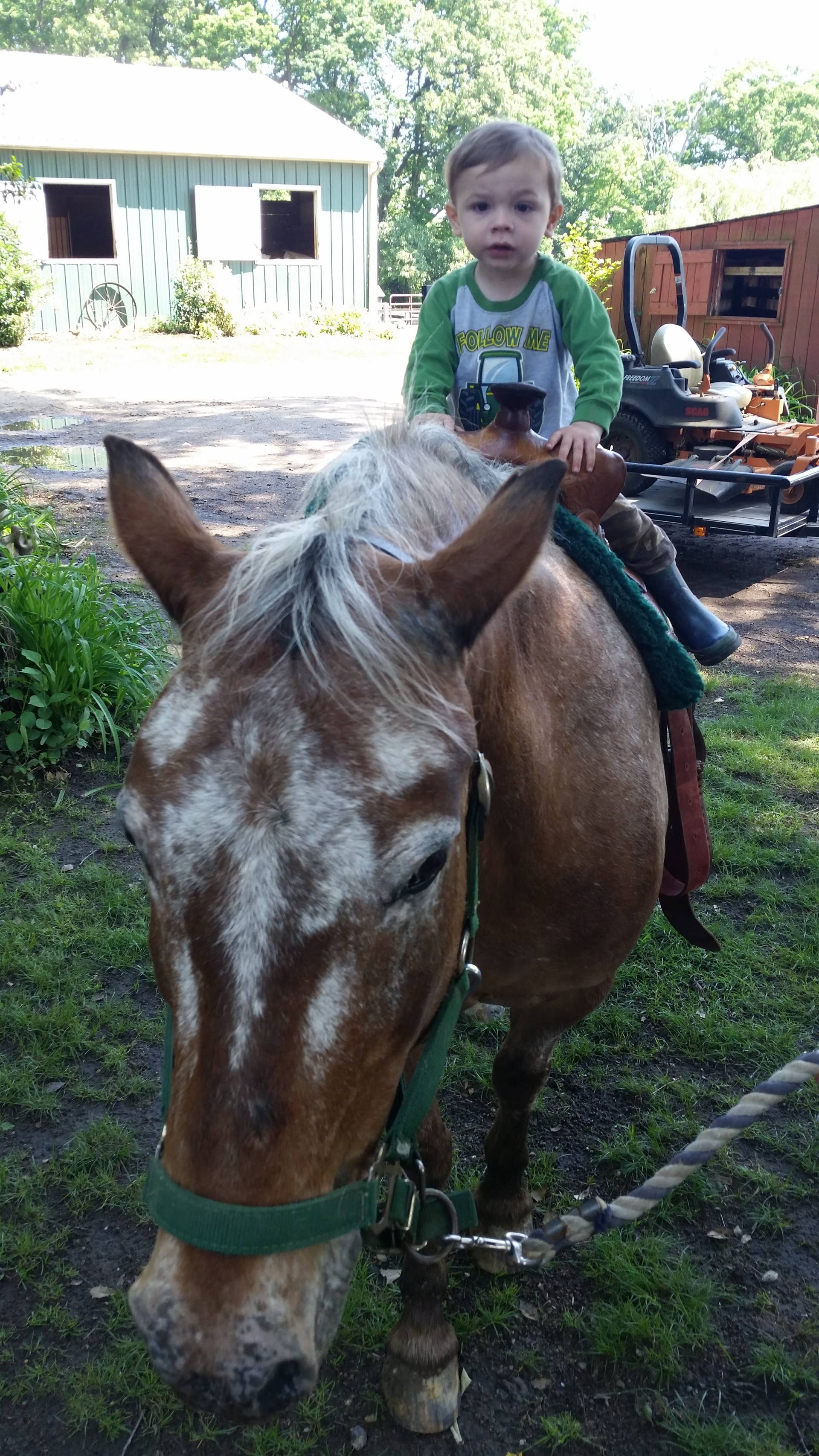 Helpful Advice for Shopping for a Pony-Ride Pony - PetHelpful