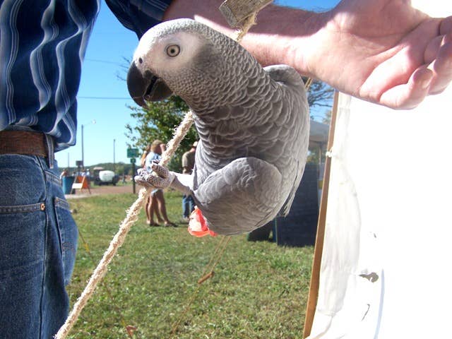 When a Parrot Refuses to Step Up - PetHelpful