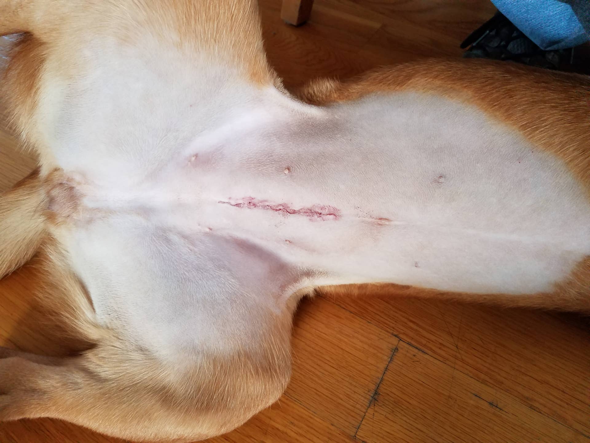 How to Care for Dog Stitches After Surgery (Vet-Reviewed) - PetHelpful