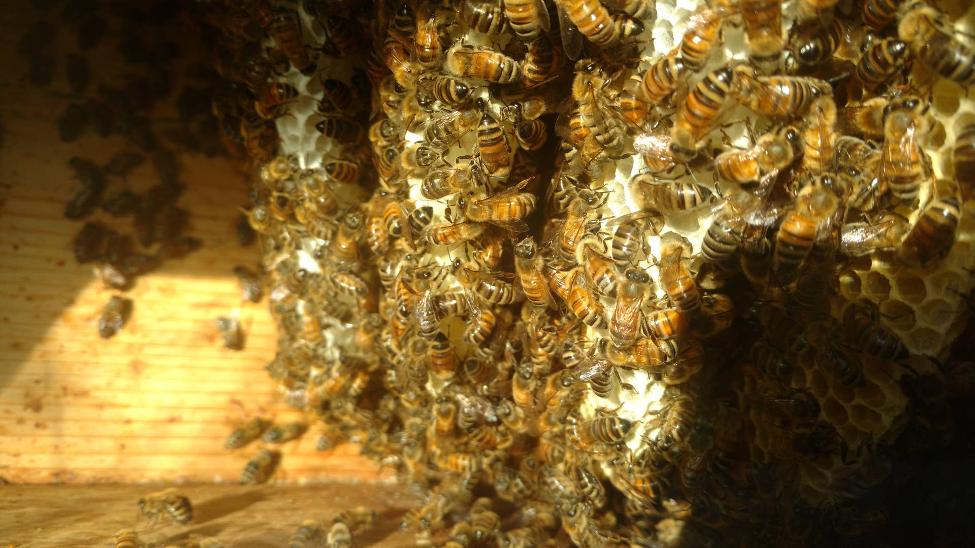 The 3 Types of Bee Apiaries: Langstroth's, Warre, and Top Bar - PetHelpful