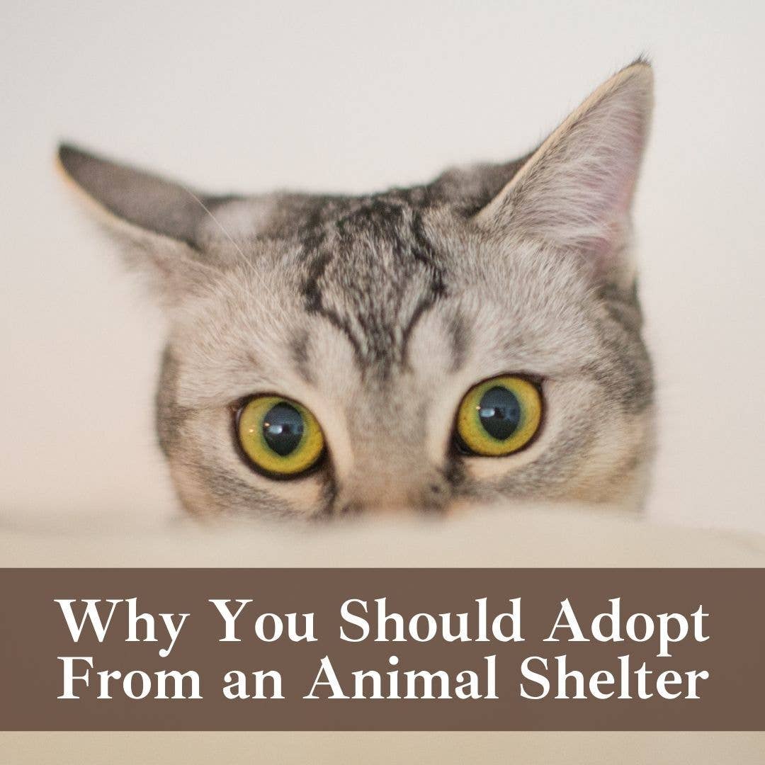 11 Great Reasons to Adopt a Pet From a Shelter - PetHelpful